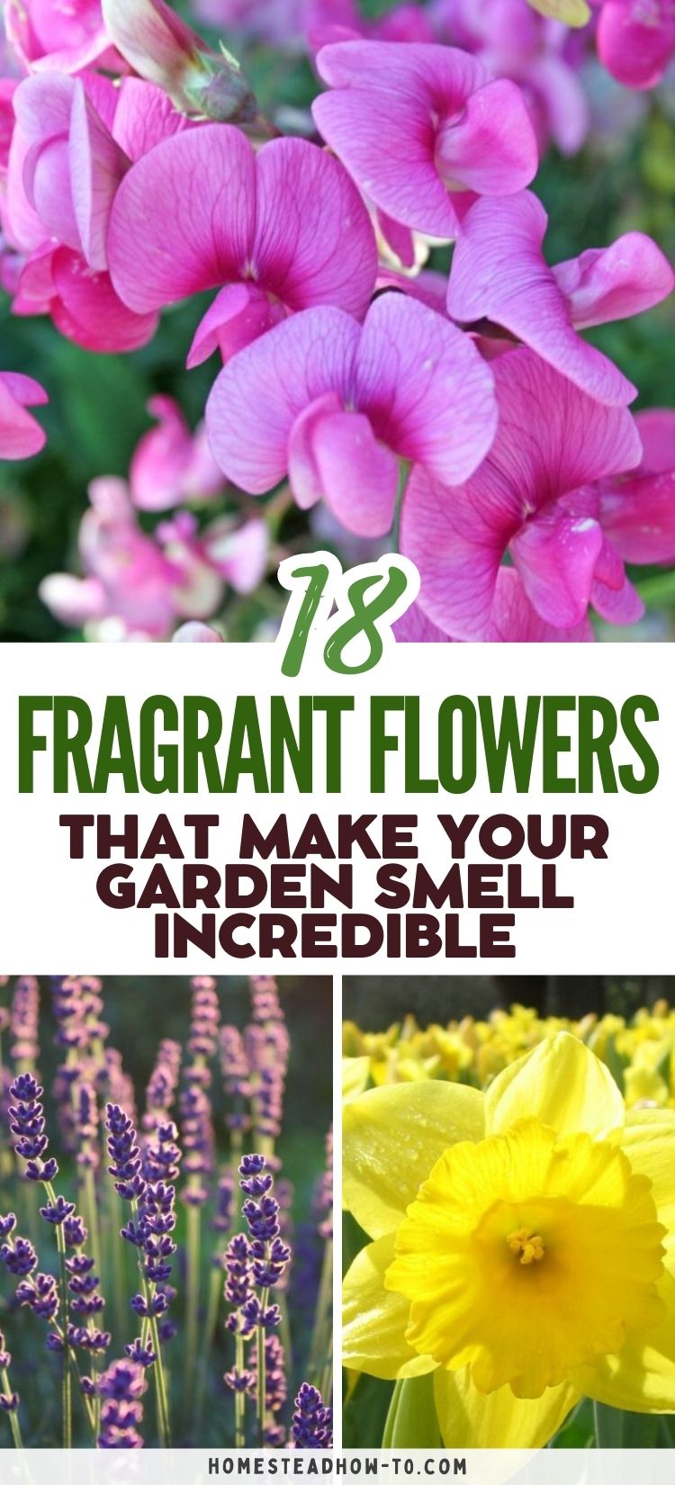 18 Fragrant Flowers That Make Your Garden Smell Incredible