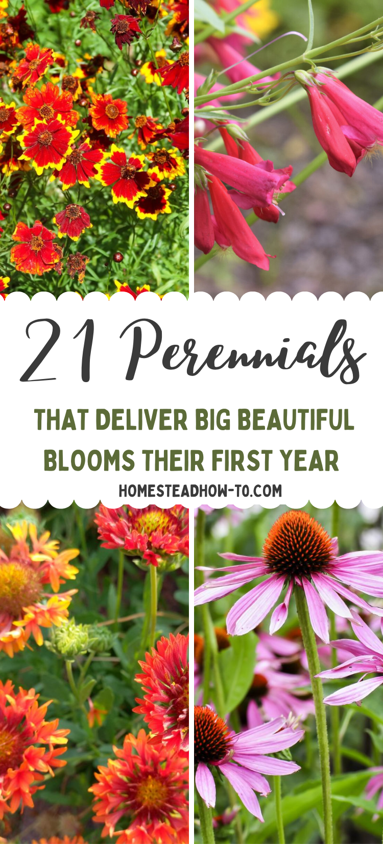 7 Deep Purple Plants That Will Add Bold Drama to Your Garden ...