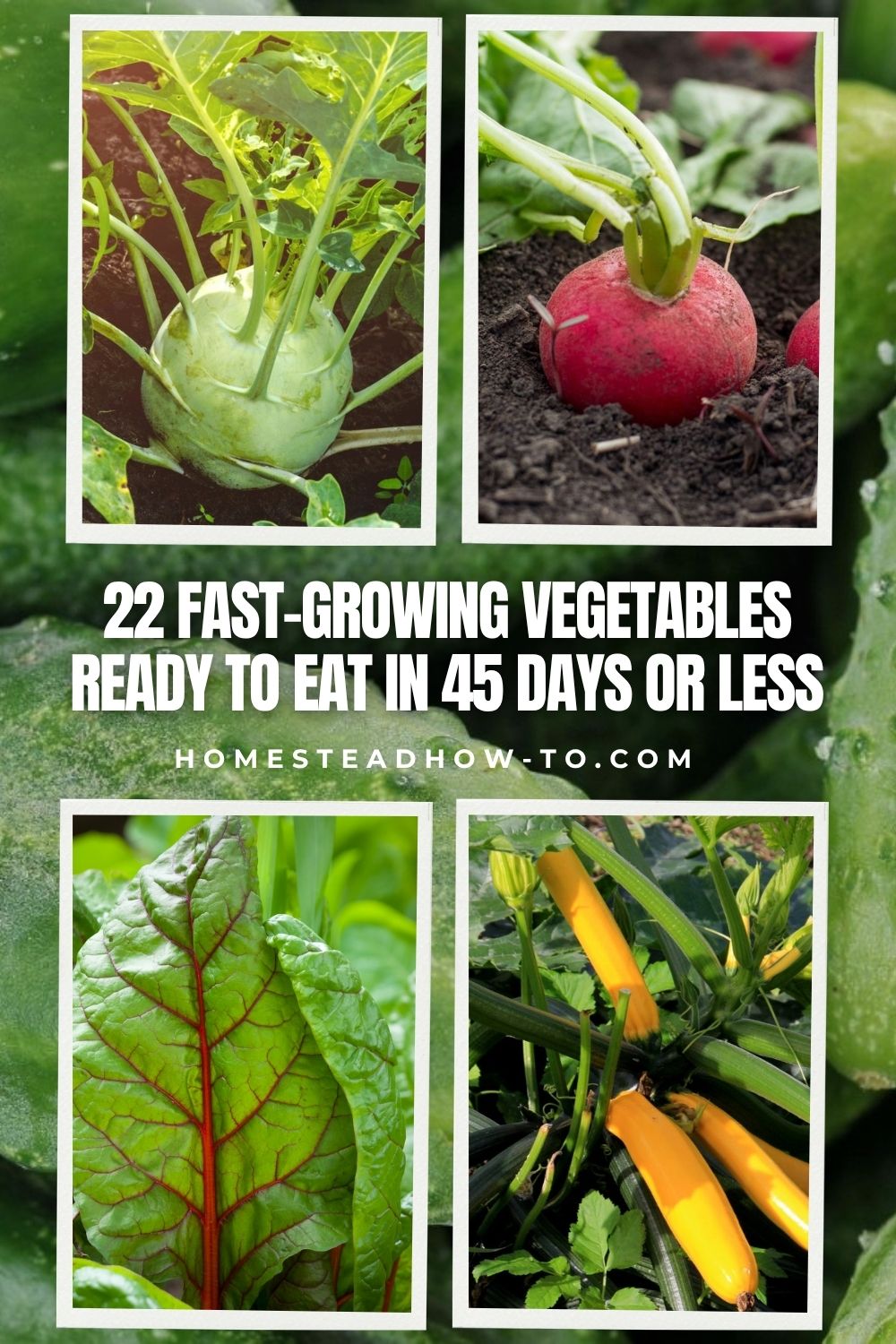 22 Fast-Growing Vegetables Ready To Eat In 45 Days Or Less