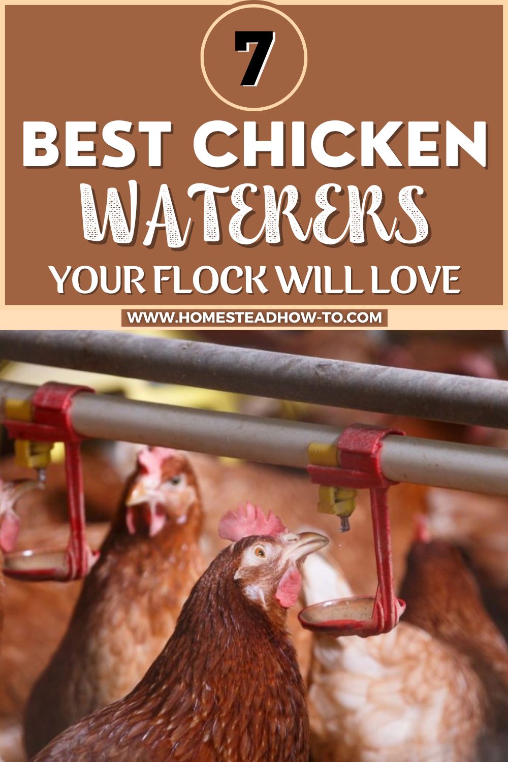 7 Best Chicken Waterers Your Flock Will Love