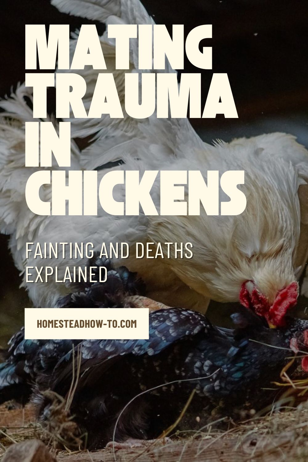 Mating Trauma In Chickens: Fainting And Deaths Explained
