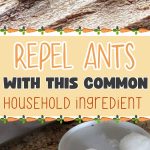 Repel Ants Naturally With This Common Household Ingredient