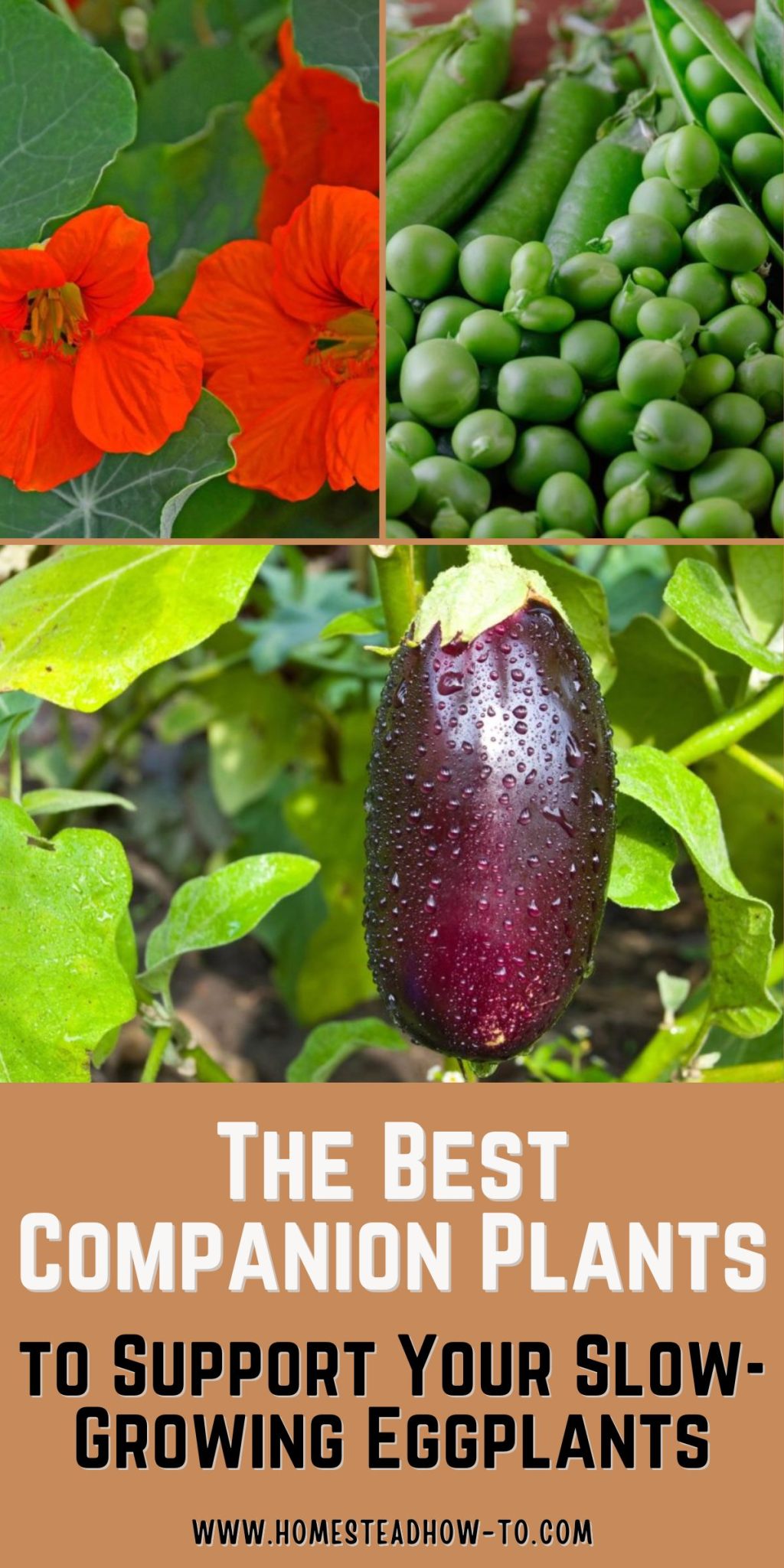 The Best Companion Plants To Support Your Slow-Growing Eggplants