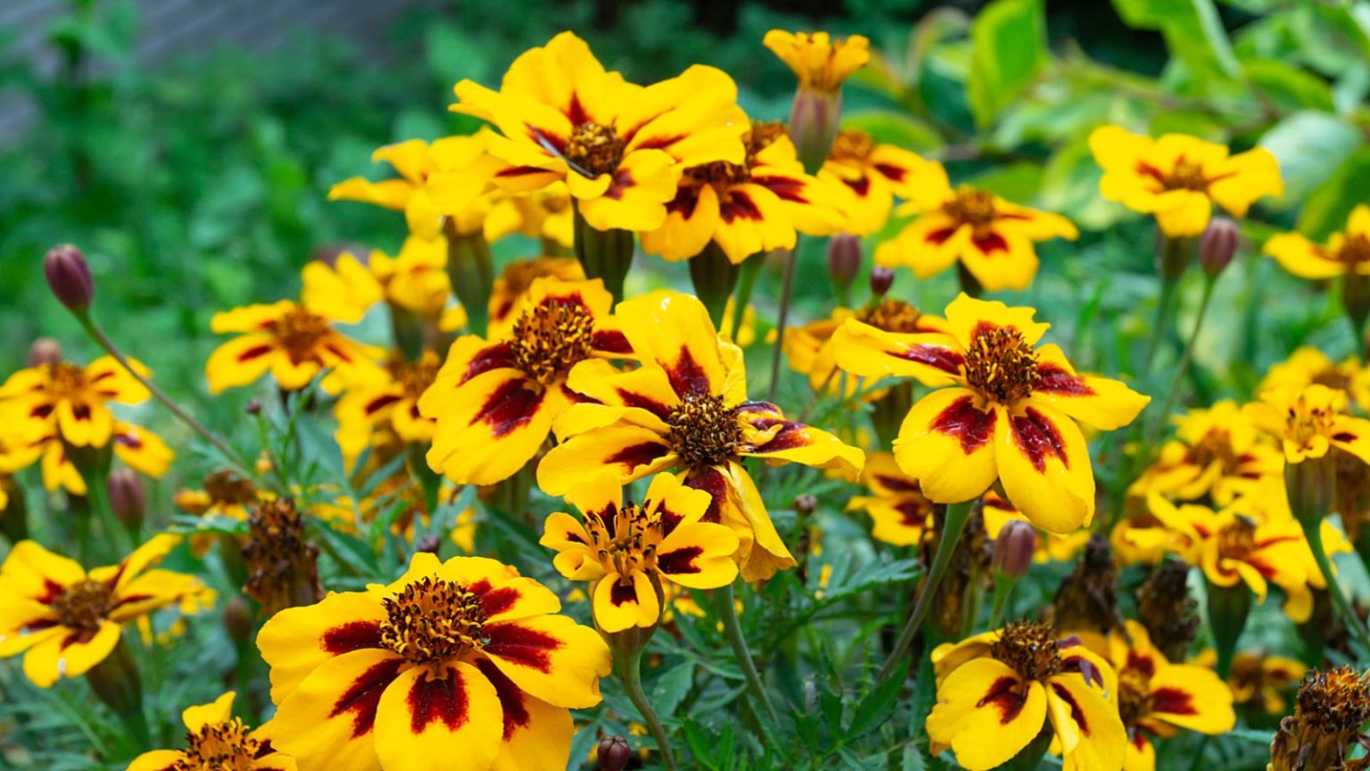 The Perennials I Always Cut Back In Summer For Even More Gorgeous Flowers