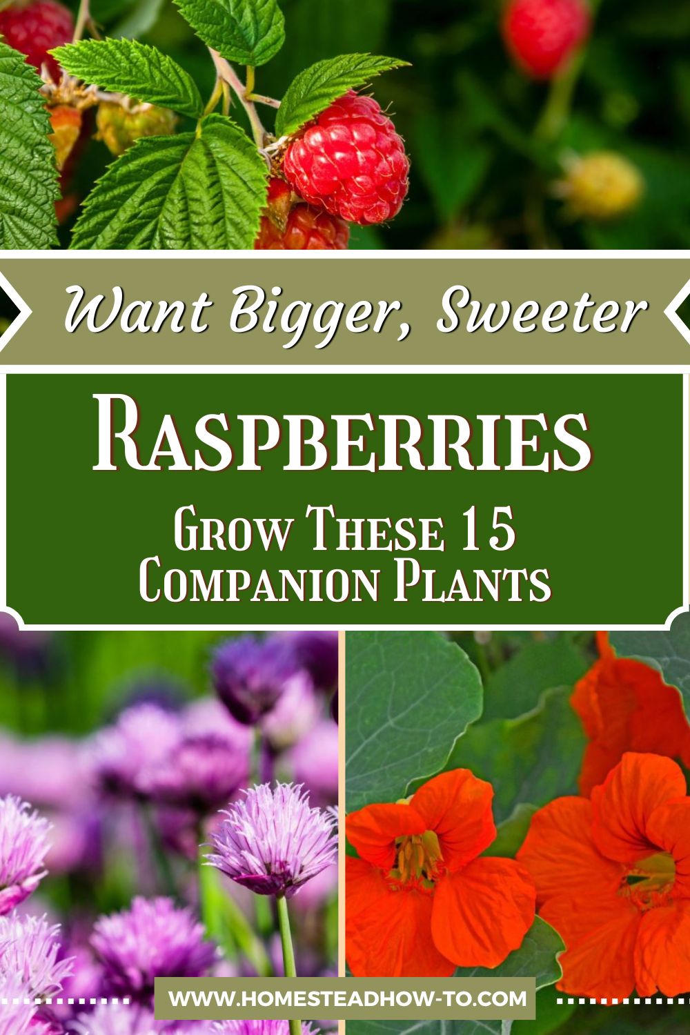 Want Bigger, Sweeter Raspberries? Grow These 15 Companion Plants
