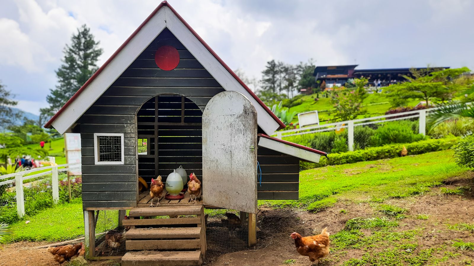 What Is Chicken Hamster Ball? The Rolling Chicken Run