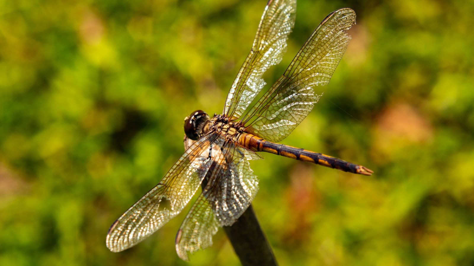 Dragonflies: The Backyard Bug That Could End Your Mosquito Problem