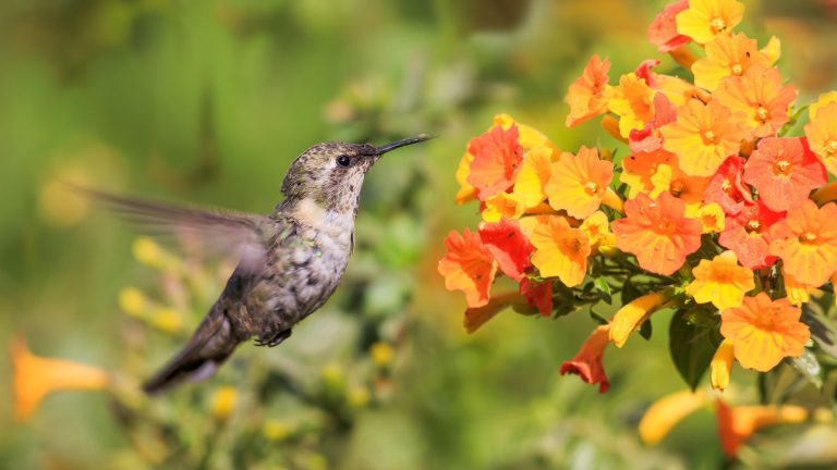 How To Prune Basil For Big And Bountiful Bushes