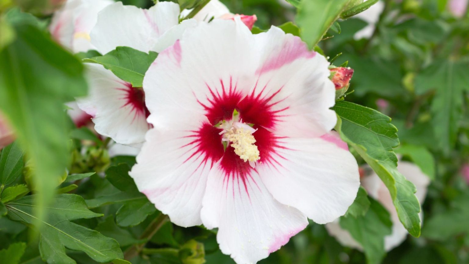 15 Flowers That Change Color Throughout The Season