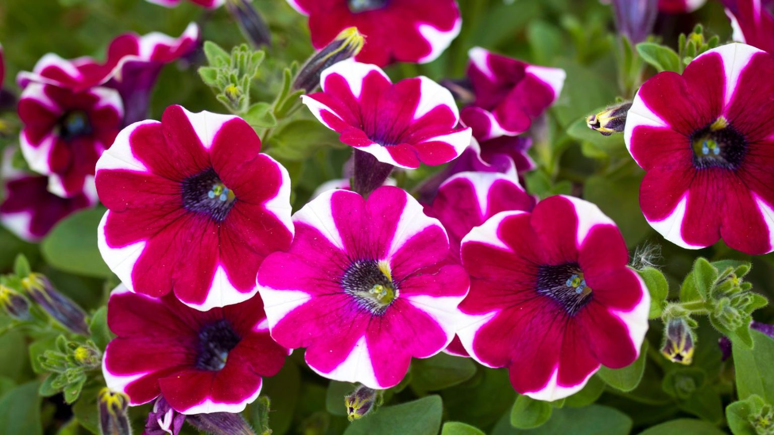 12 Strikingly Beautiful Red And White Flowers You'll Want In Your Garden