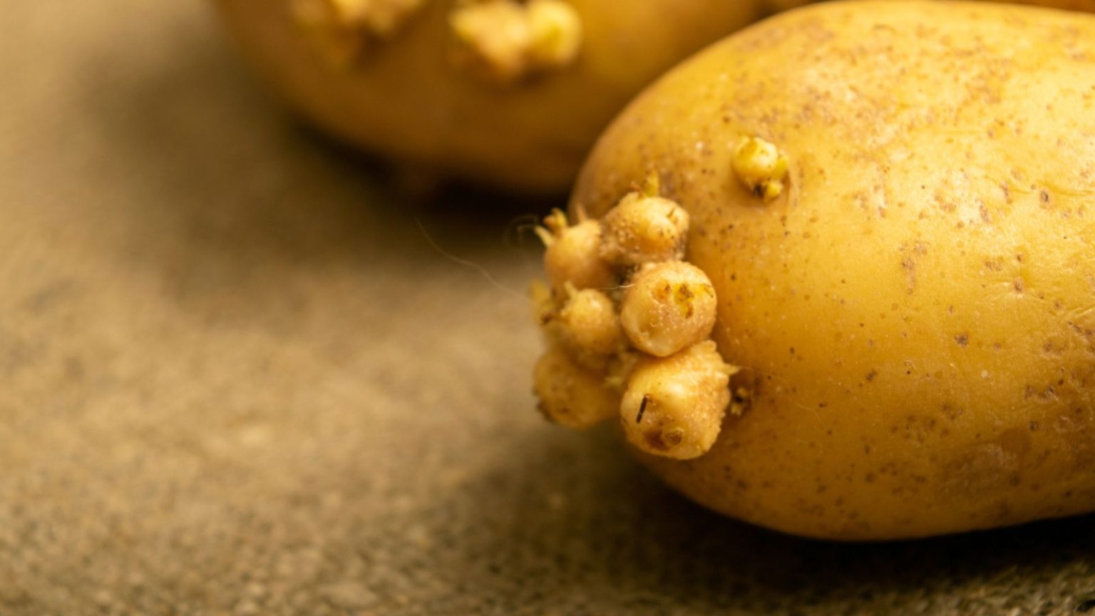 Are Sprouted Potatoes Safe To Eat? Here’s What You Should Know
