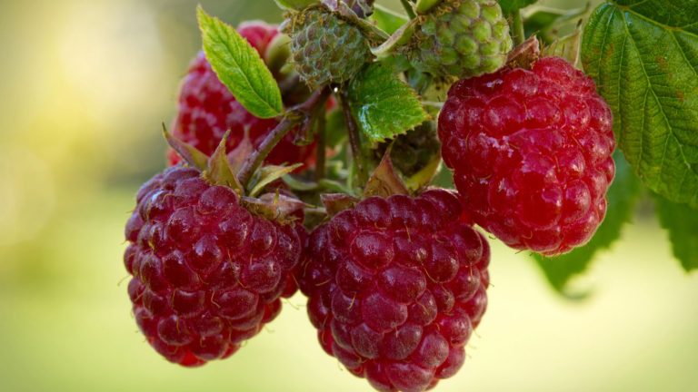 16 Survival Foods You Can Eat In The Wild To Keep You Alive