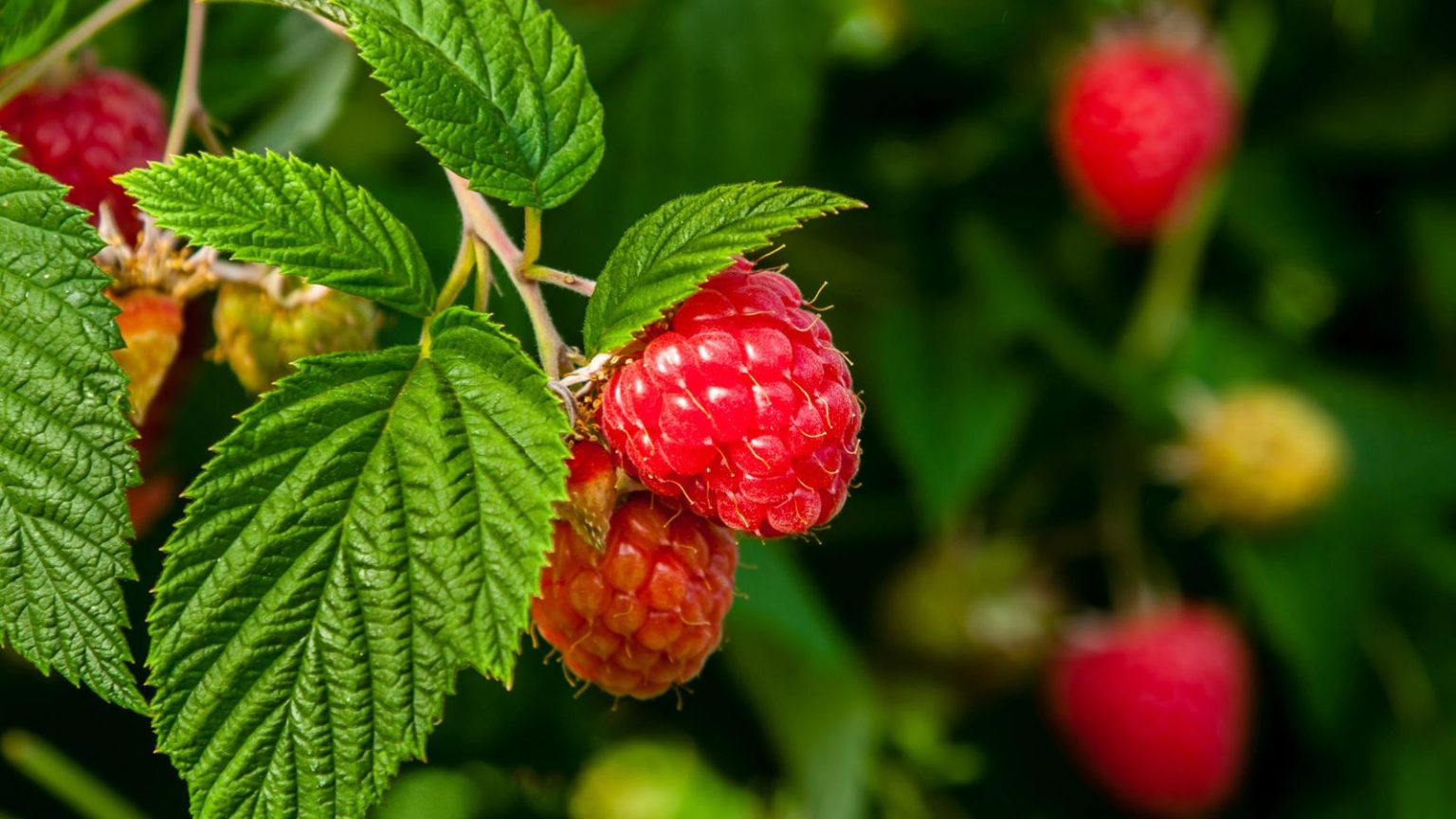 15 Plants That Can Peacefully Coexist With Fennel