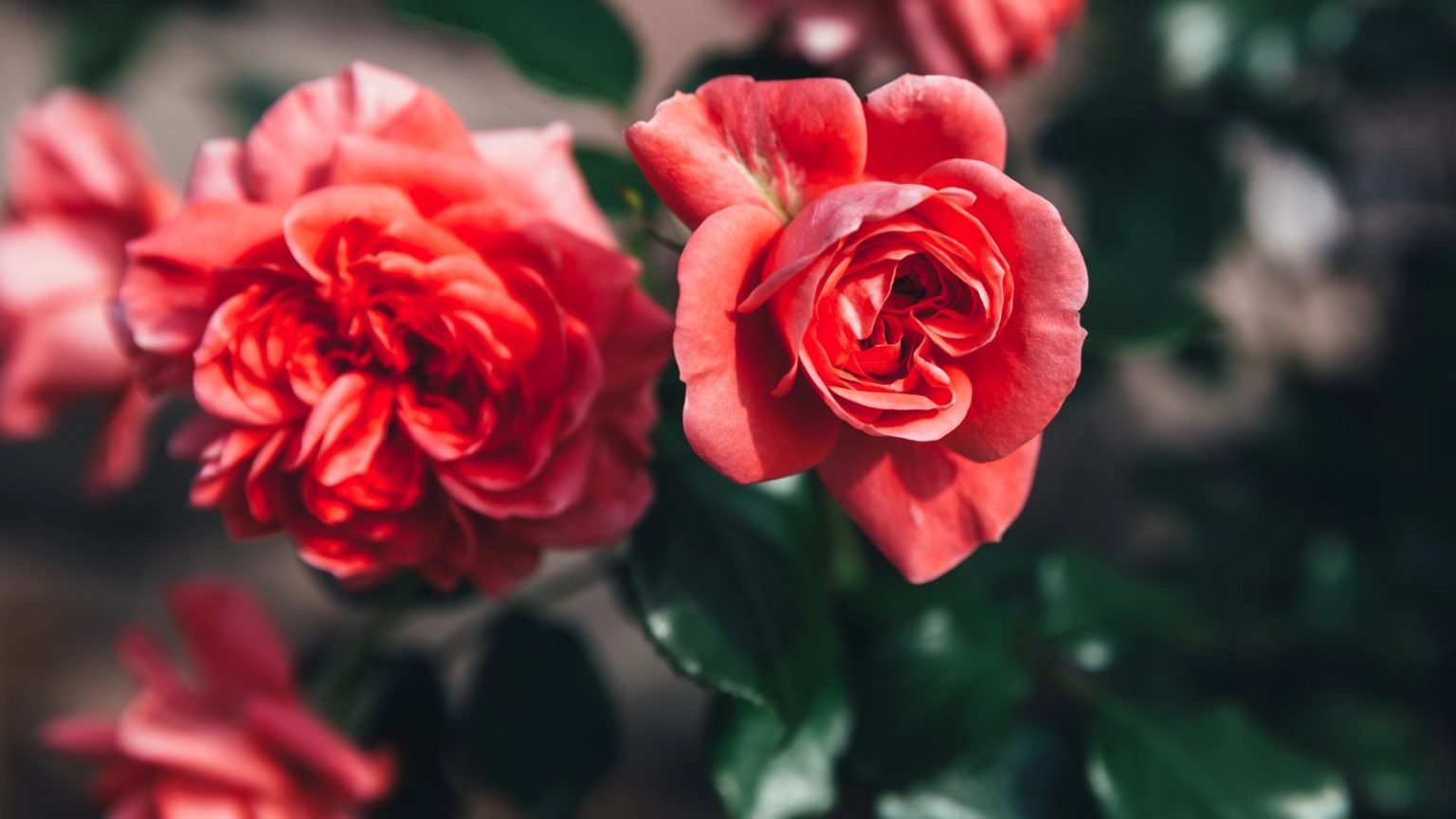 These Little Changes Made My Roses Bloom Faster And Look Fuller