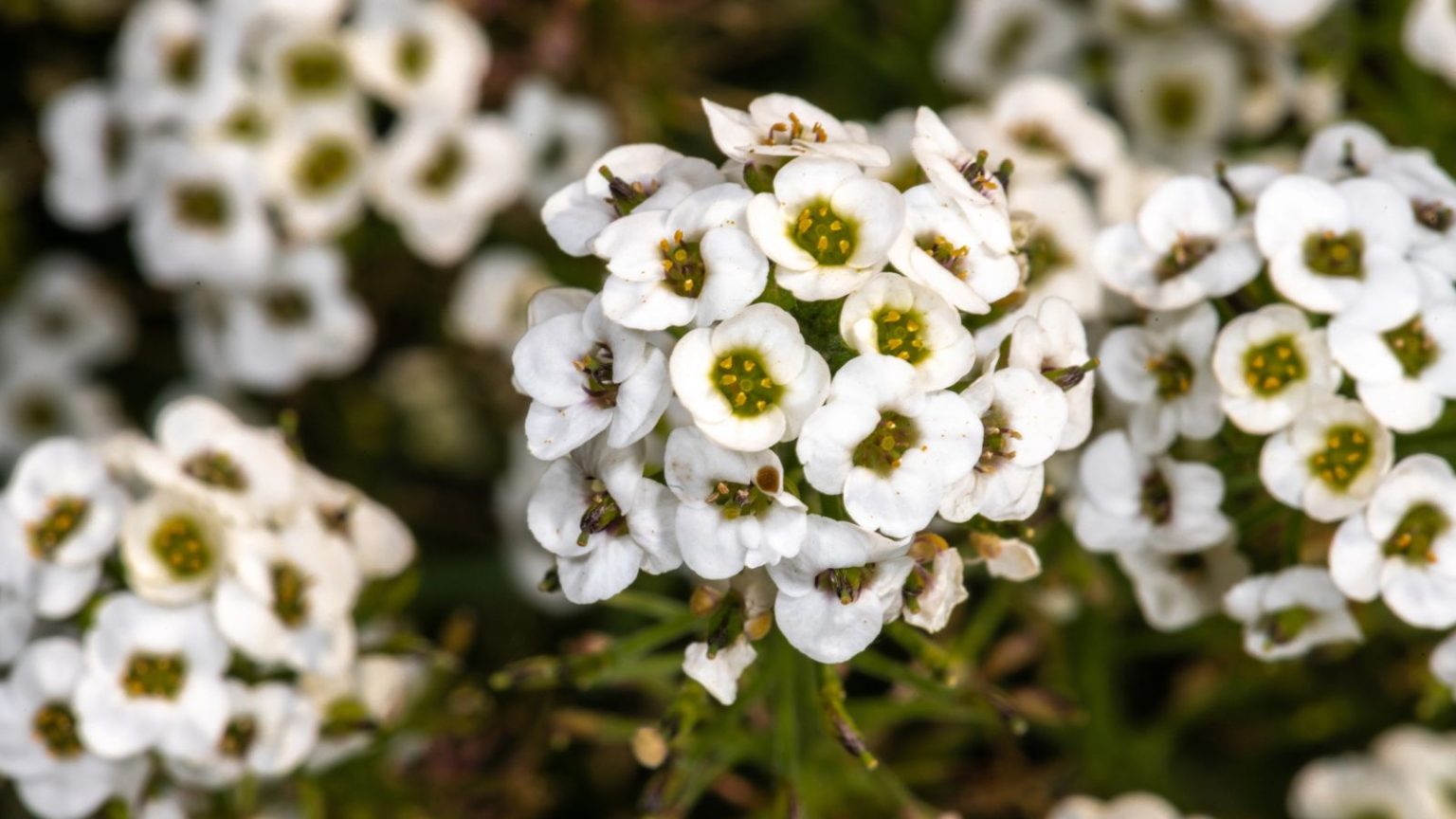 26 Timeless White Perennials To Soften Your Garden Palette