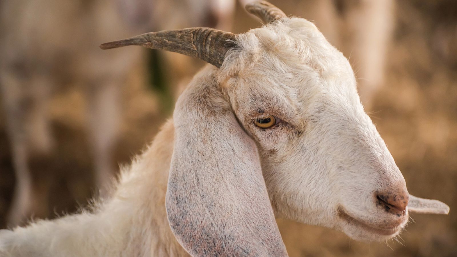 The Real Reason So Many People Keep Goats On Their Land