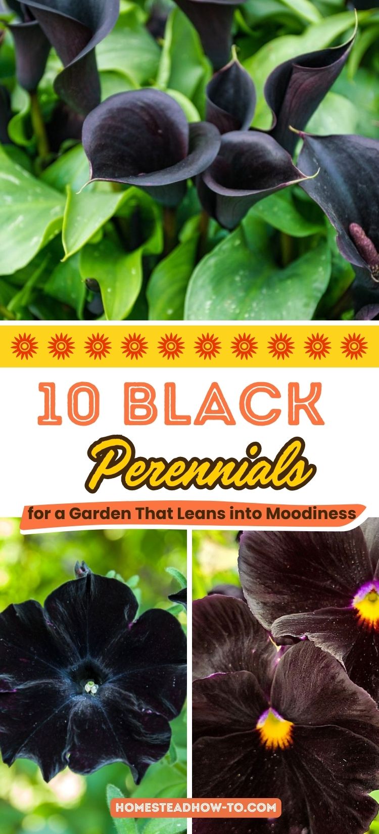 10 Black Perennials For A Garden That Leans Into Moodiness