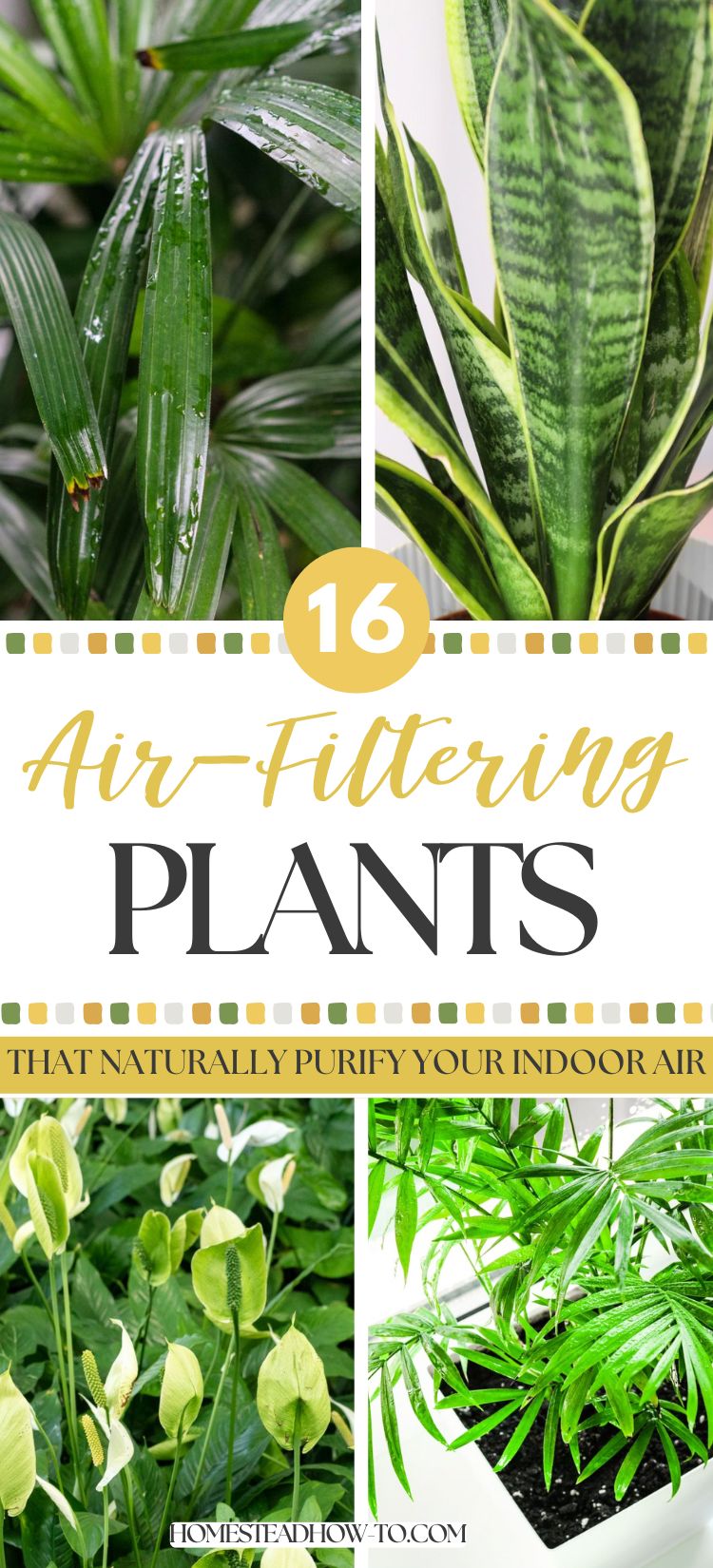 16 Air-Filtering Plants That Naturally Purify Your Indoor Air