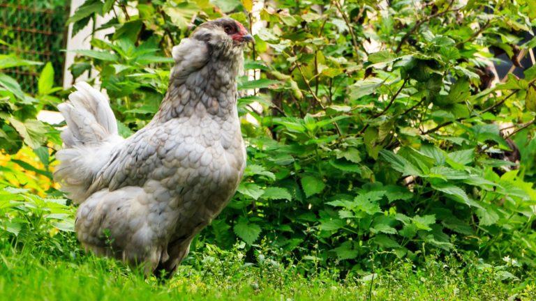 Chickens That Naturally Lay Stunning Green Eggs