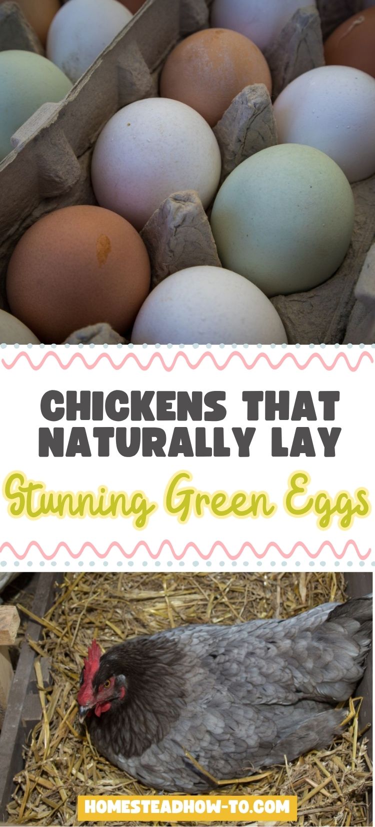 Chickens That Naturally Lay Stunning Green Eggs