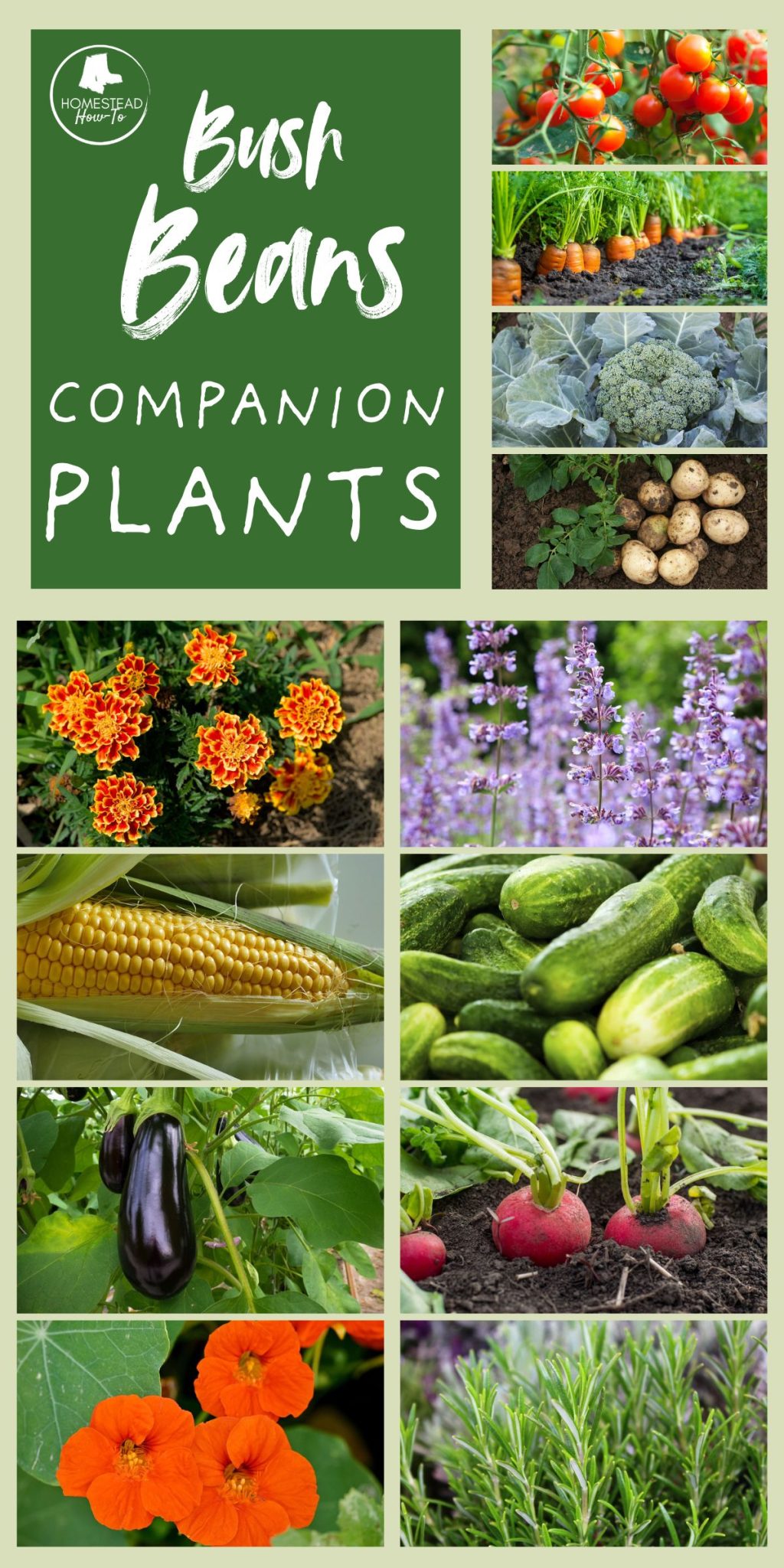 12 Companion Plants That Grow Well With Bush Beans