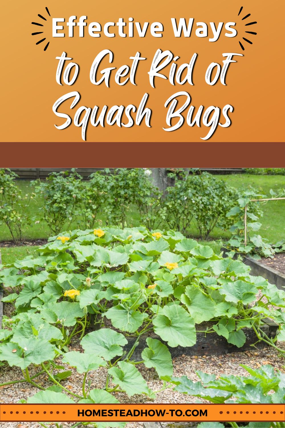 How To Get Rid Of Squash Bugs For Good