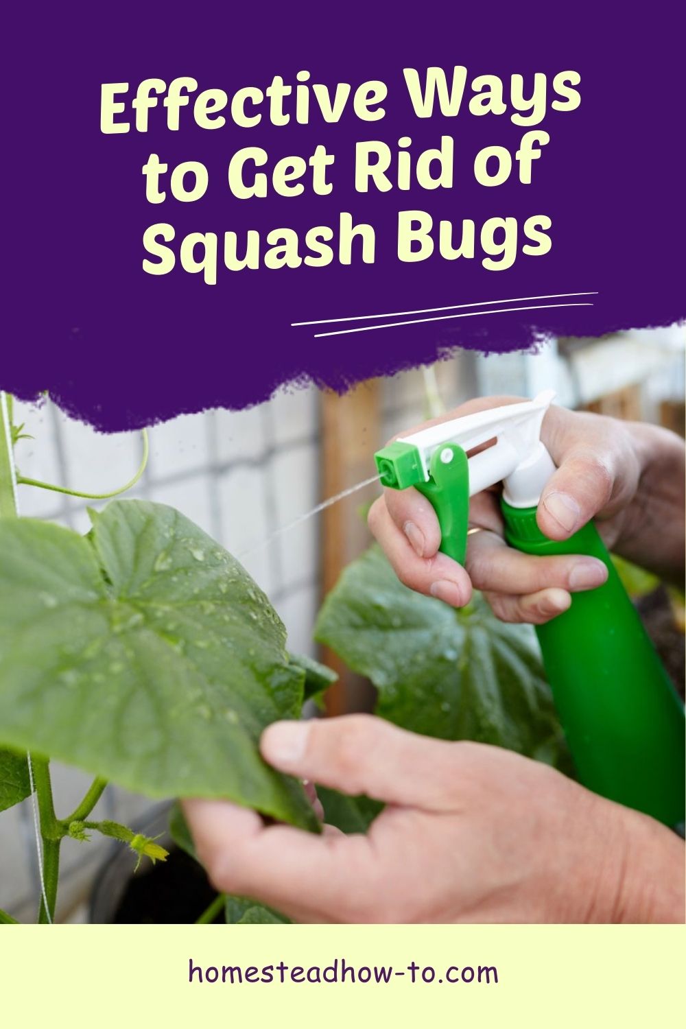 How To Get Rid Of Squash Bugs For Good