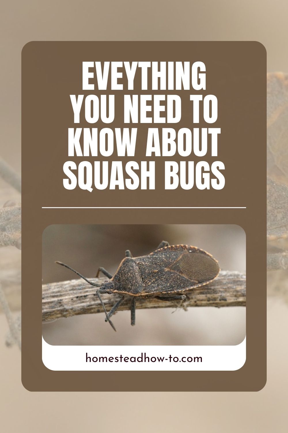 How To Get Rid Of Squash Bugs For Good