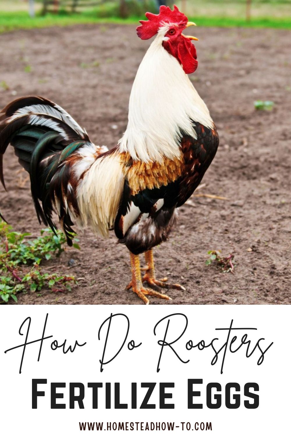 How Do Roosters Fertilize Eggs
