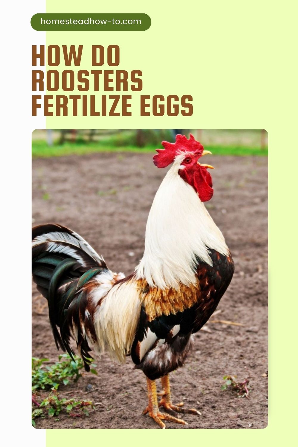 How Do Roosters Fertilize Eggs