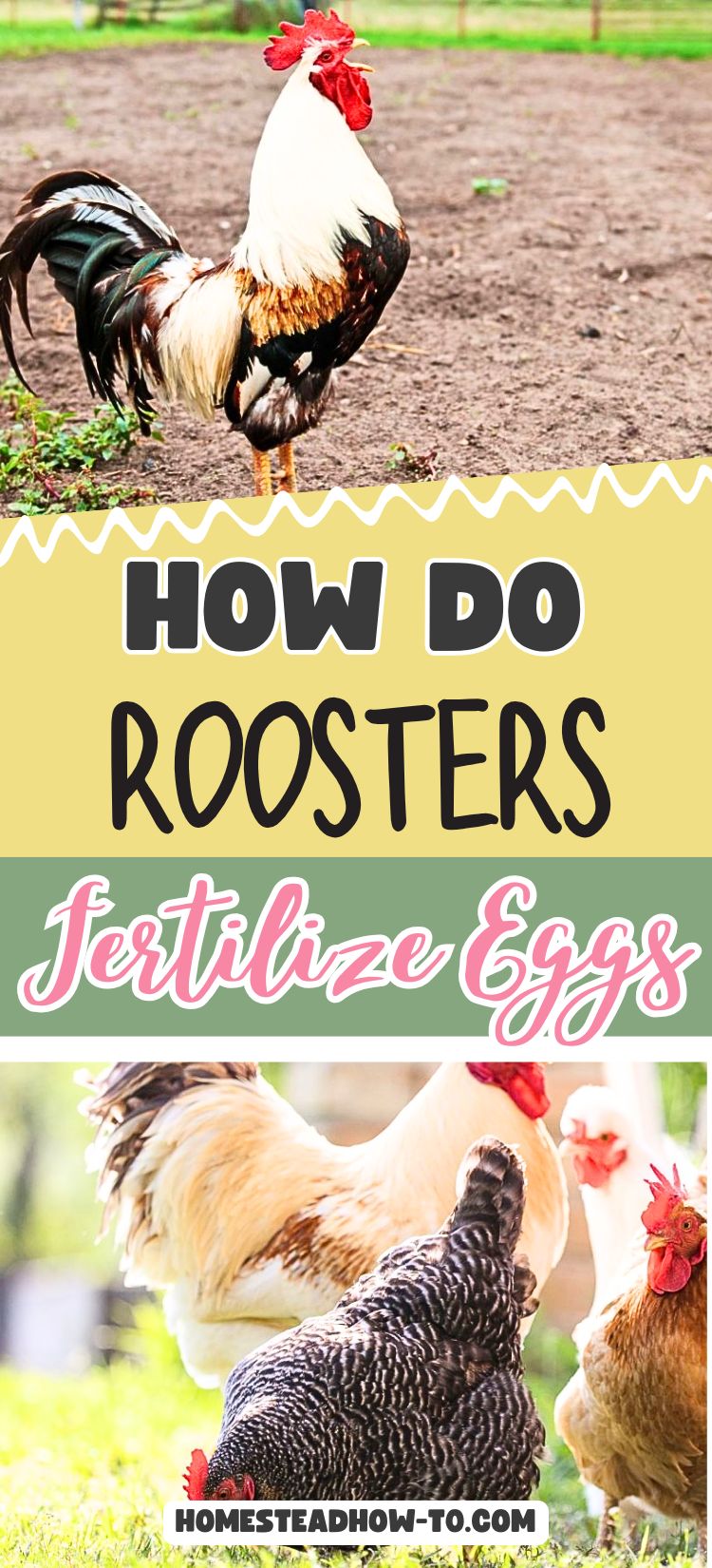 How Do Roosters Fertilize Eggs