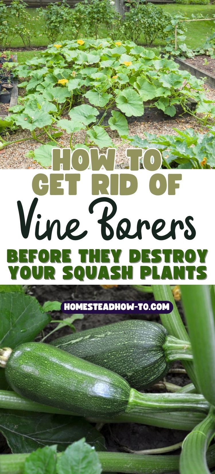 How To Get Rid Of Vine Borers Before They Destroy Your Squash Plants