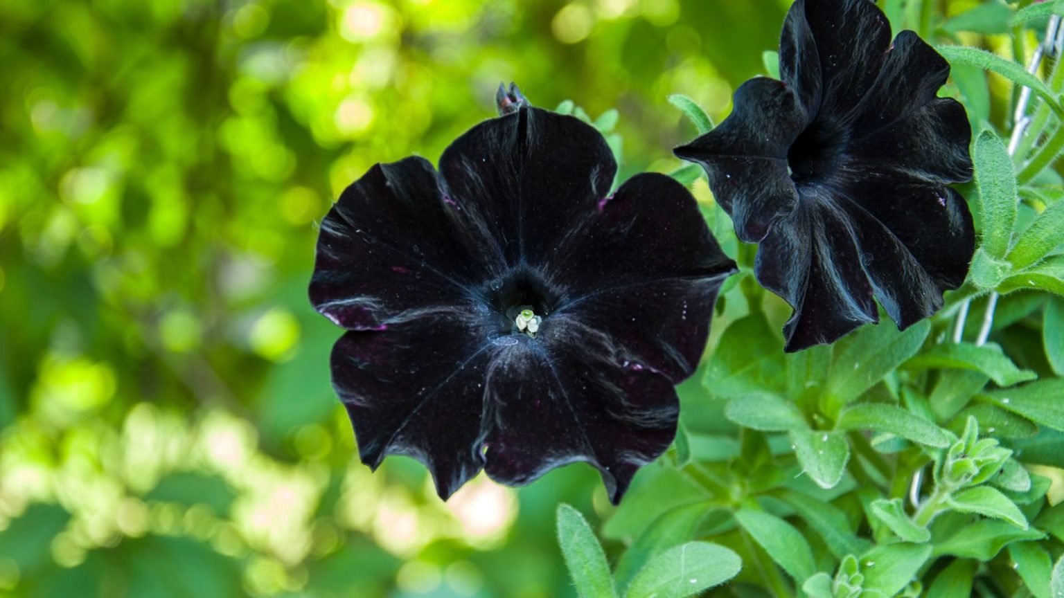 10 Black Perennials For A Garden That Leans Into Moodiness