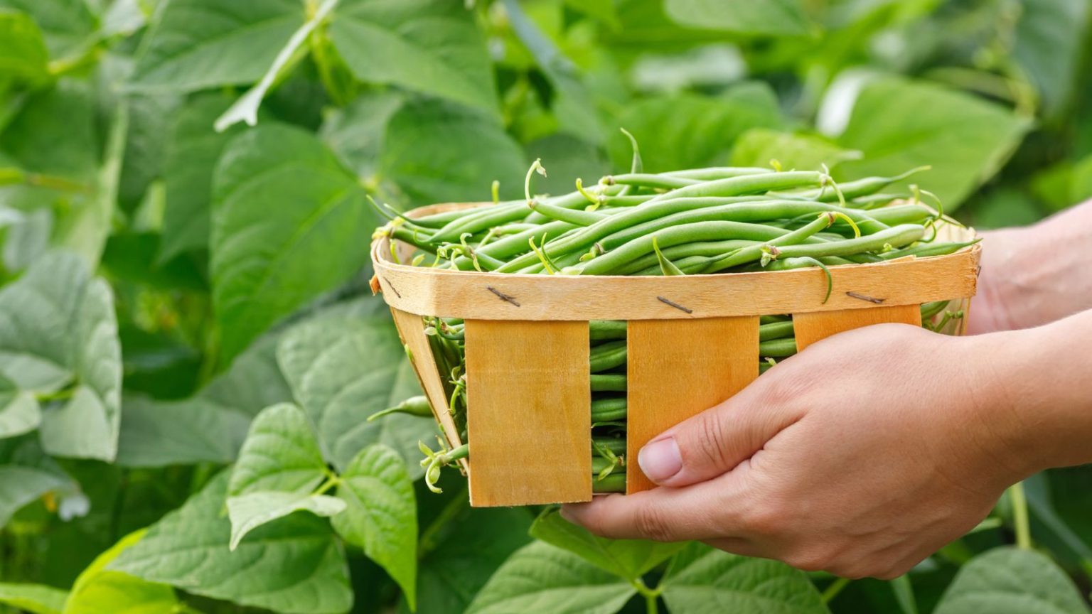 16 Best Vegetables To Grow In A Short Growing Season