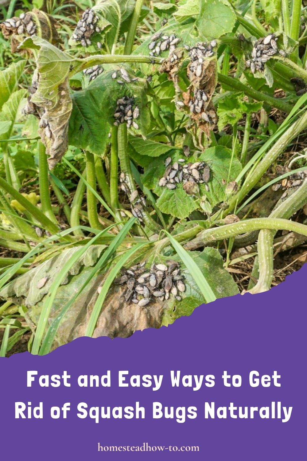 How To Get Rid Of Squash Bugs For Good