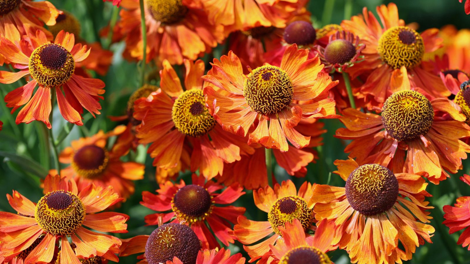 17 Fiery Orange Perennials That Will Make A Statement In Any Garden