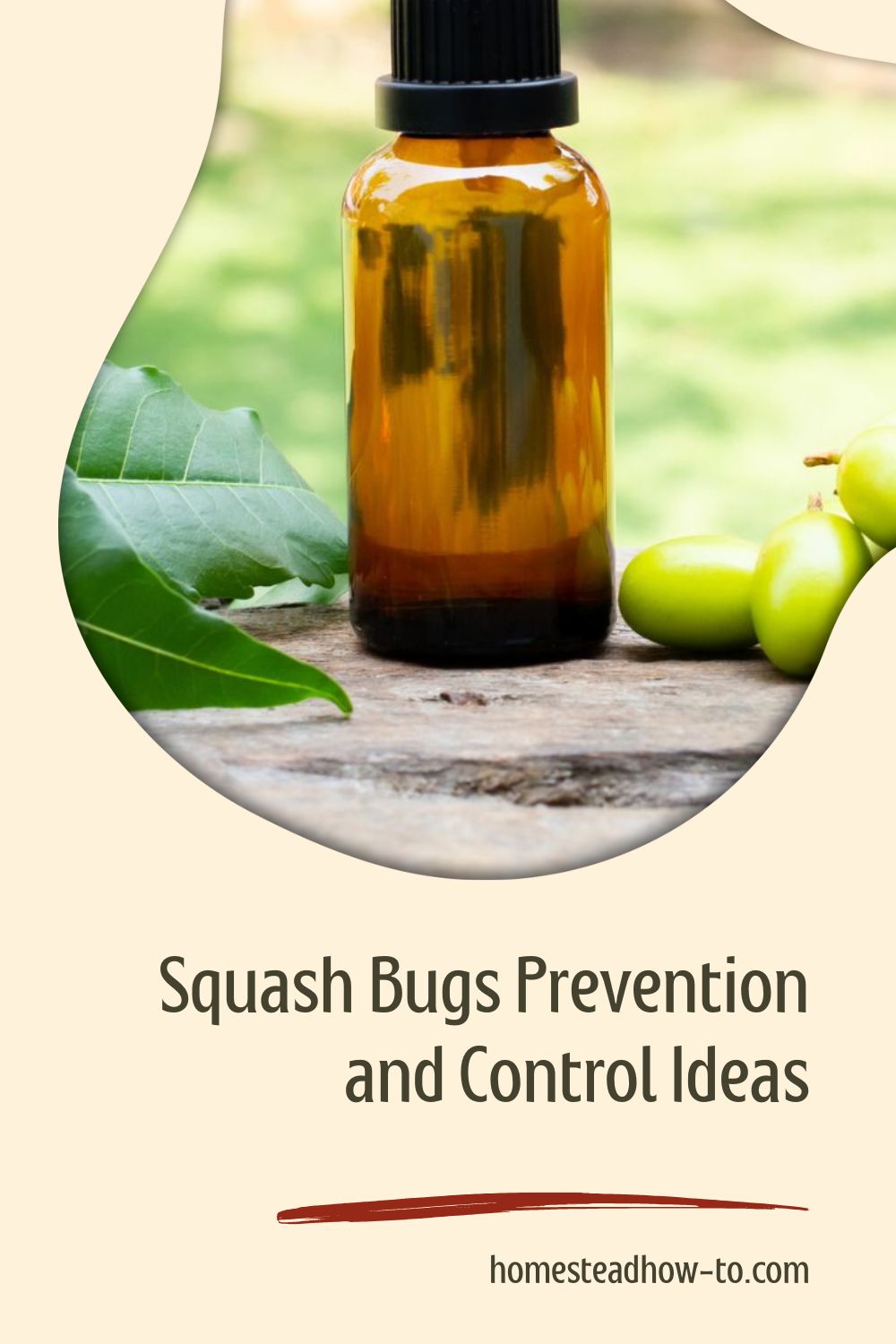 How To Get Rid Of Squash Bugs For Good