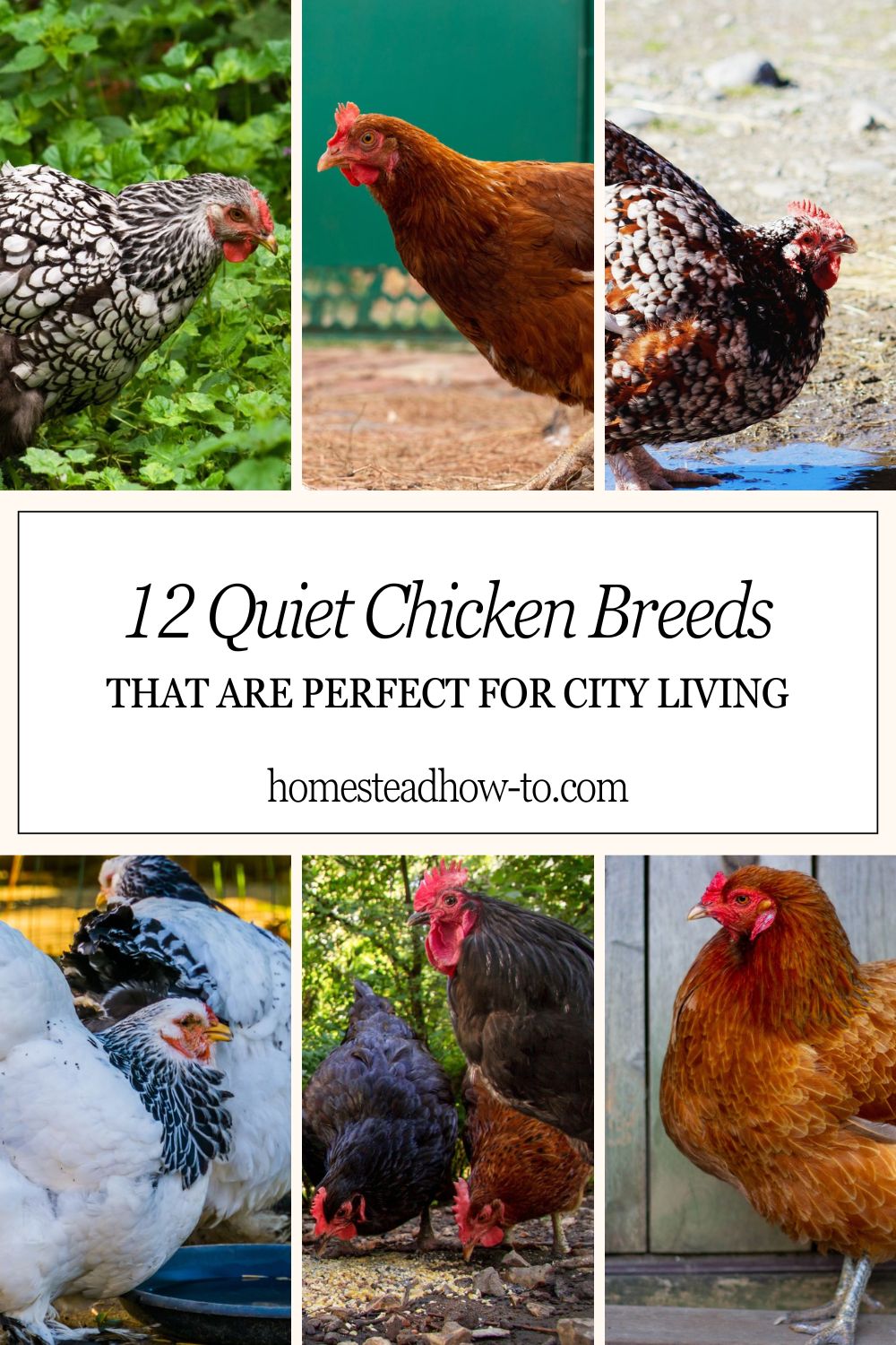12 Quiet Chicken Breeds That Are Perfect For City Living