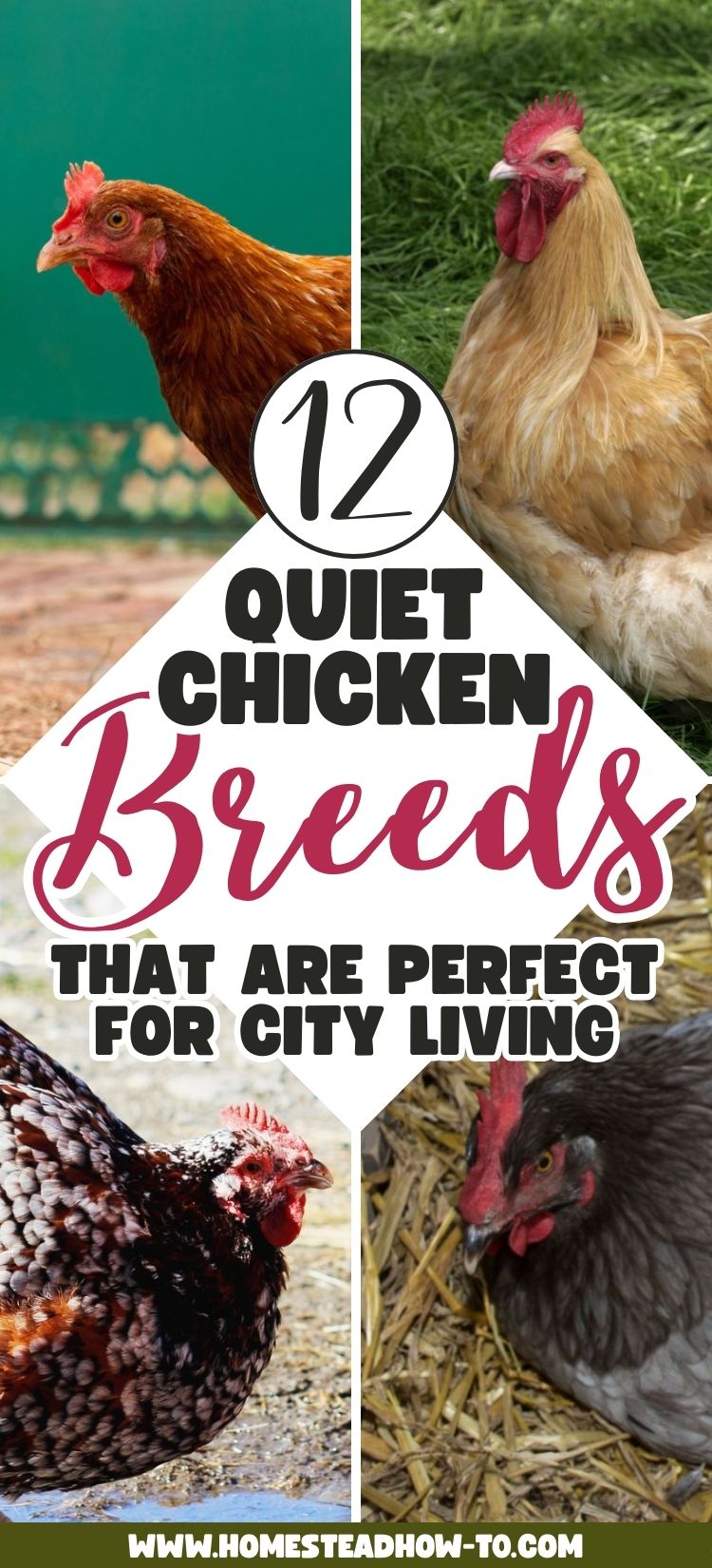 12 Quiet Chicken Breeds That Are Perfect For City Living