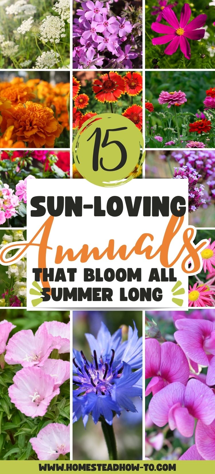 15 Sun-Loving Annuals That Bloom All Summer Long