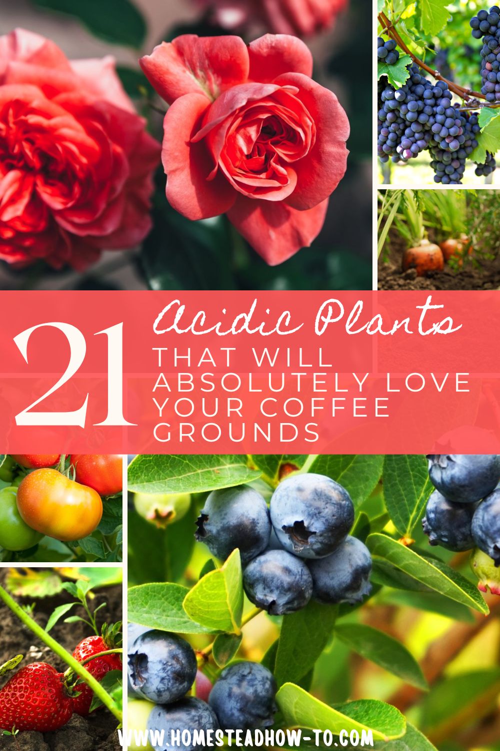 21 Acidic Plants That Will Absolutely Love Your Coffee Grounds