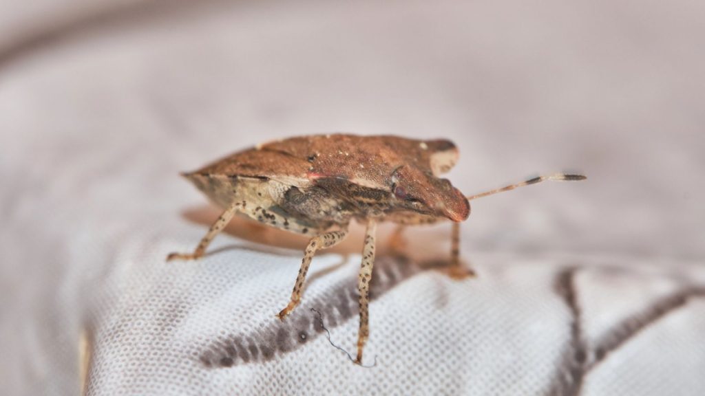 Pests Archives - Homestead How-To