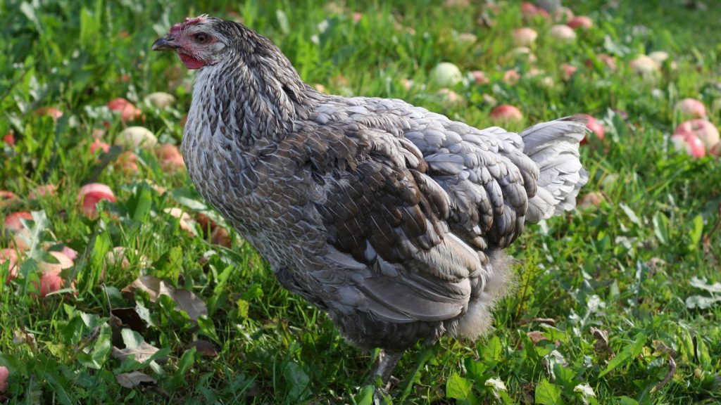 Blue Chicken Breeds? Yes, They Exist—But Not in the Way You Think ...