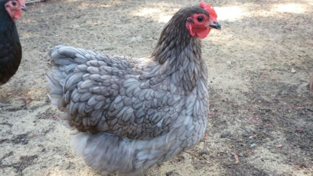 Blue Chicken Breeds? Yes, They Exist—But Not in the Way You Think ...