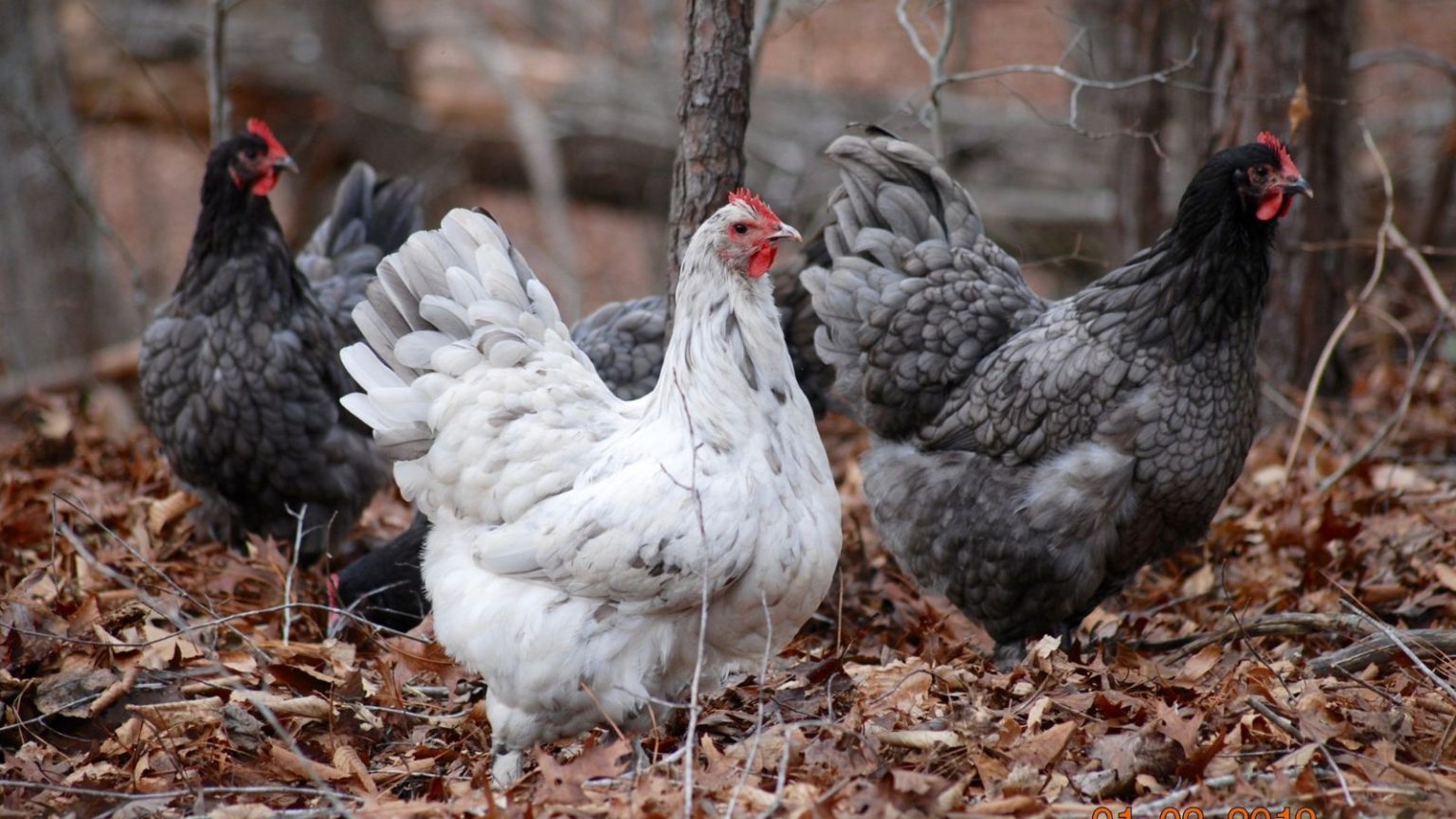 Blue Chicken Breeds? Yes, They Exist—But Not In The Way You Think