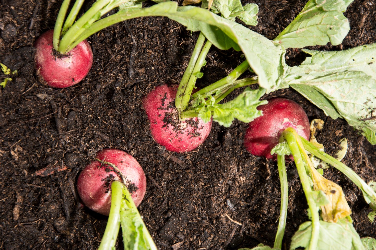 16 Best Vegetables To Grow In A Short Growing Season