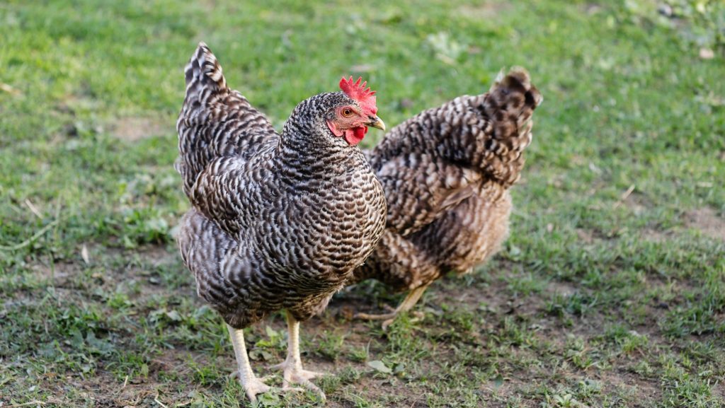 How to Identify and Treat Favus (Avian Ringworm) in Chickens - Backyard ...