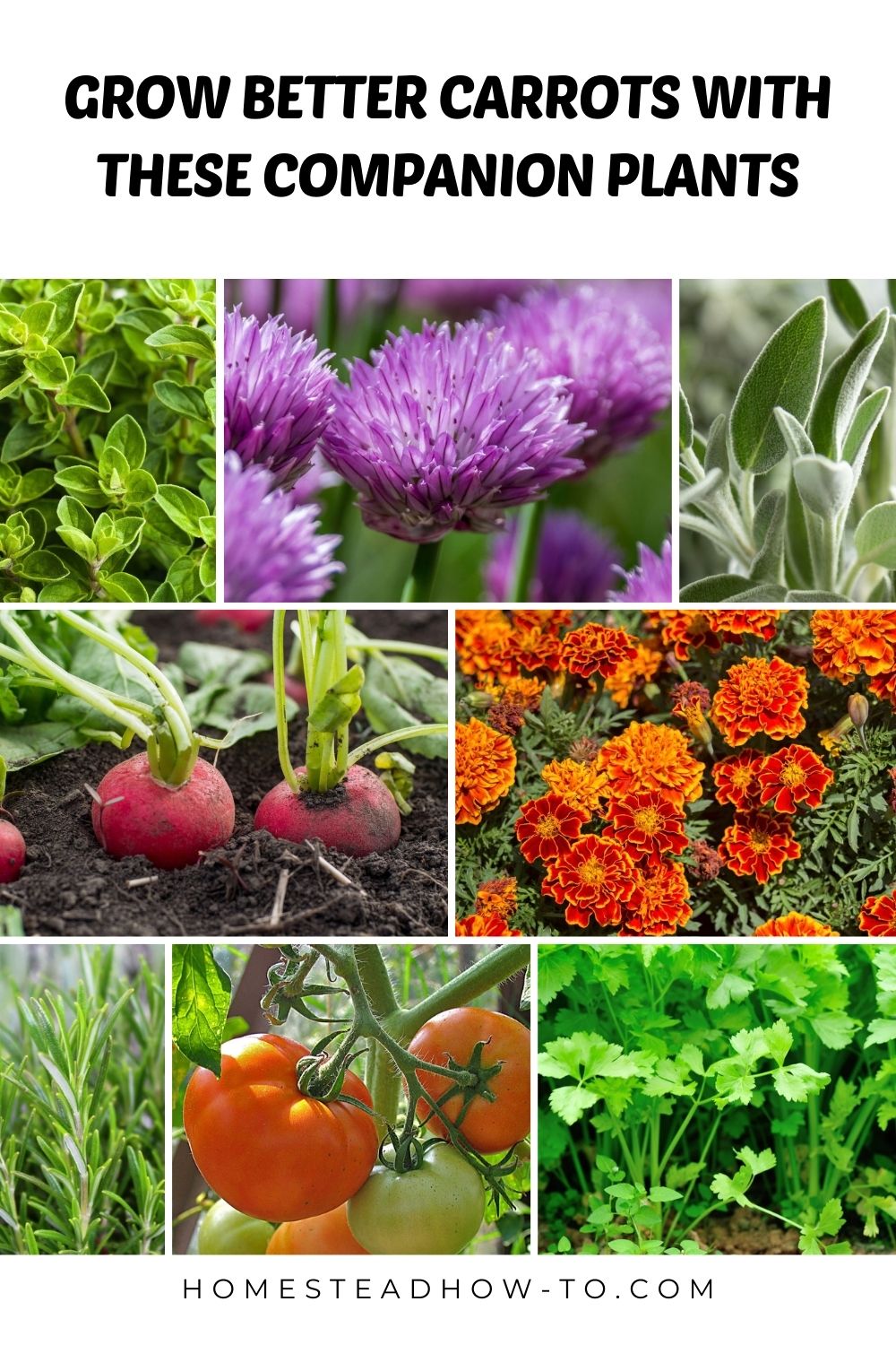 Grow Better Carrots With These Companion Plants