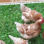 ISA Brown Chicken Breed: The Ultimate Guide