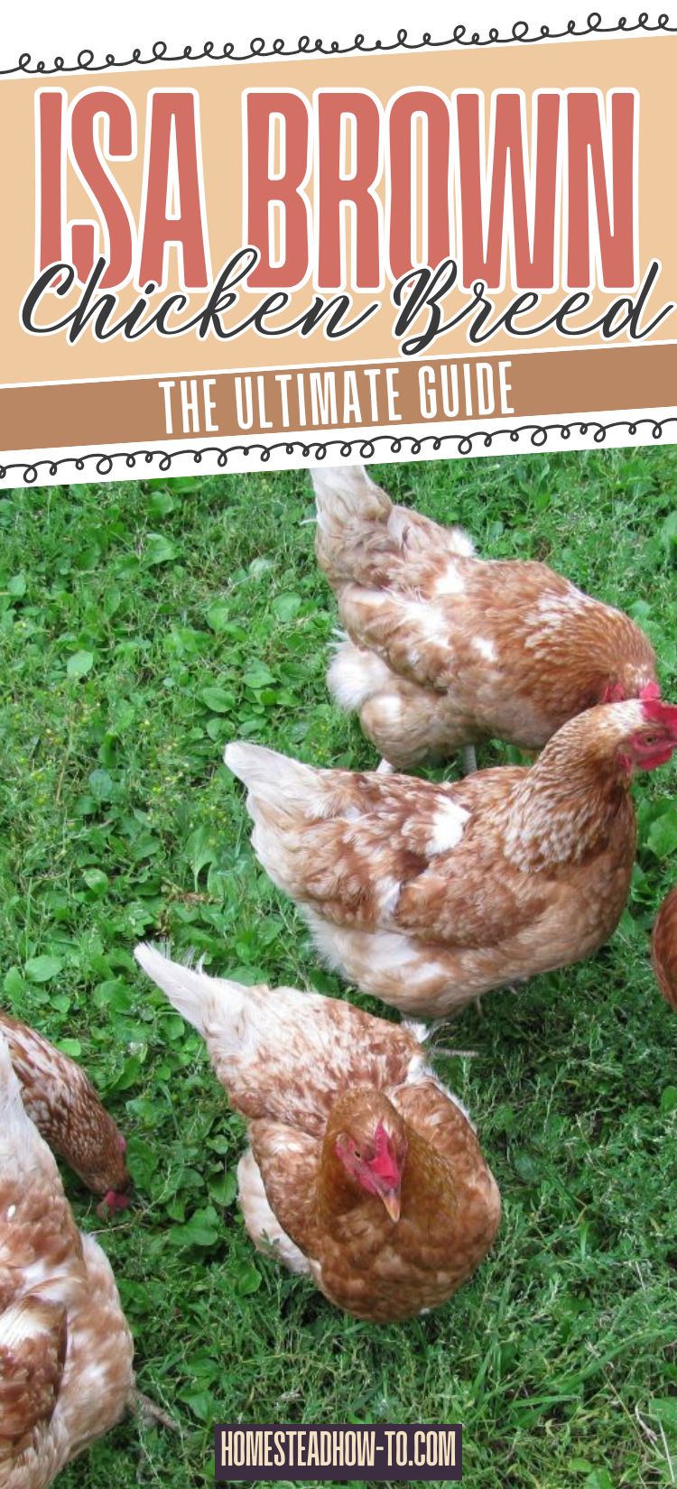 ISA Brown Chicken Breed: The Ultimate Guide